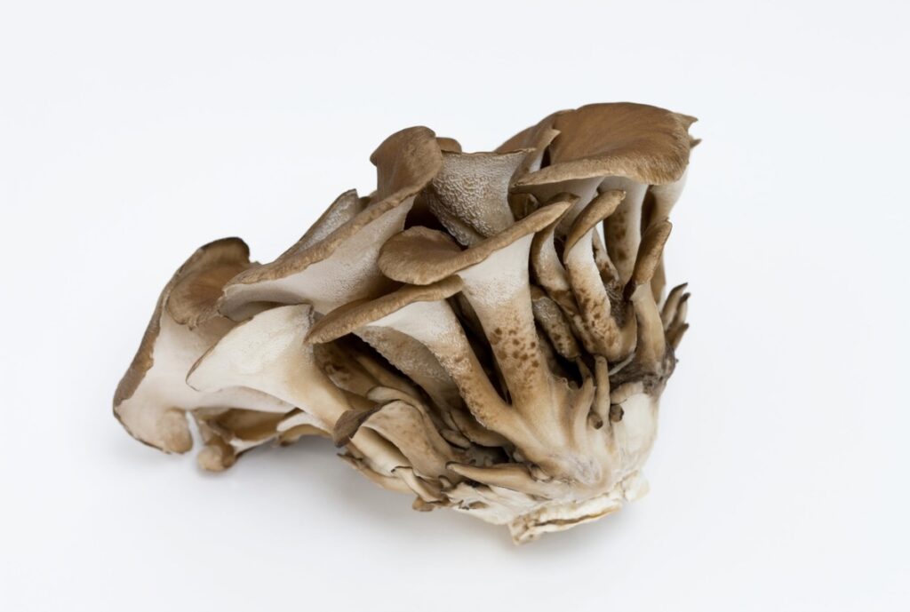 Maitake Mushroom: Risks, Benefits, and More. What You Really Need to ...