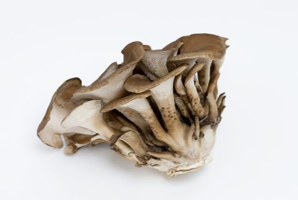 Maitake Mushroom: Risks, Benefits, and More. What You Really Need to ...